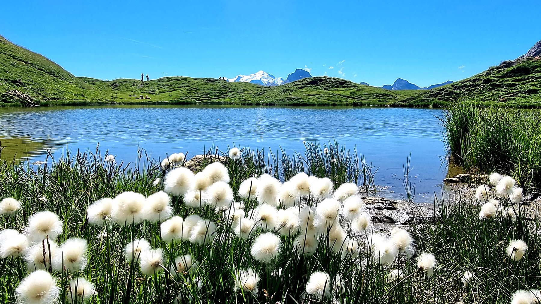 DMC Cimes Evasion - France DMC Alliance